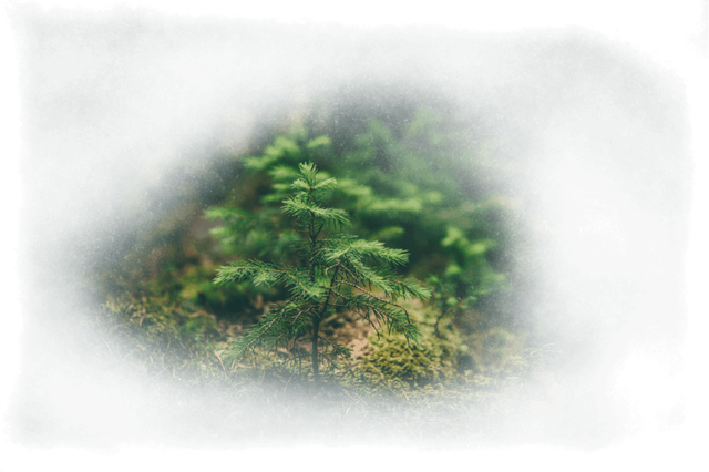 Navigating EUDR Risk Classifications and Updated Guidance and FAQs | Orbify